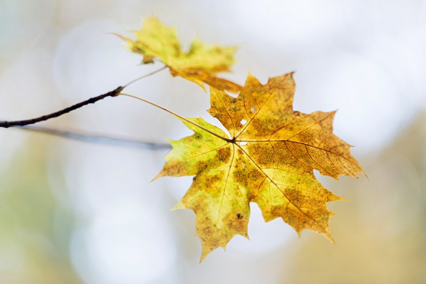 The Natural World – david taylor landscape photography