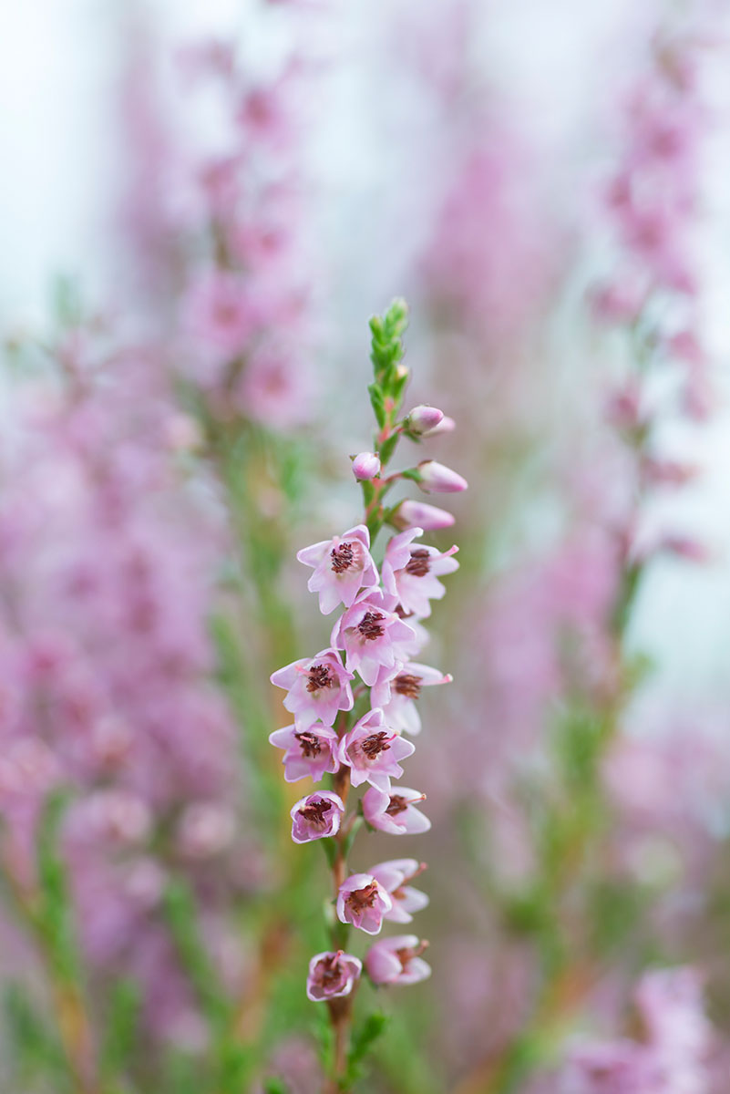 The Natural World – david taylor landscape photography